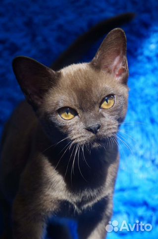 Соболиный бурманский котенок