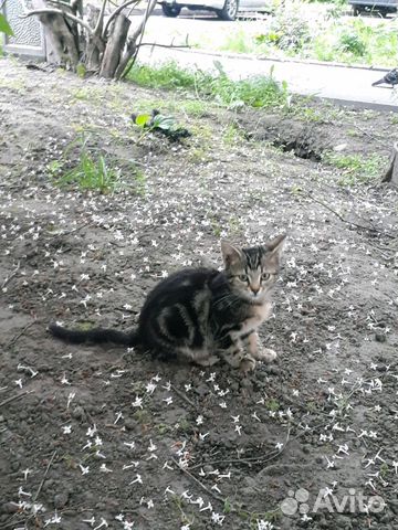 Котенок