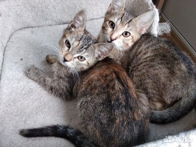 Шалуньи-полосатки 2,5 мес в добрые руки