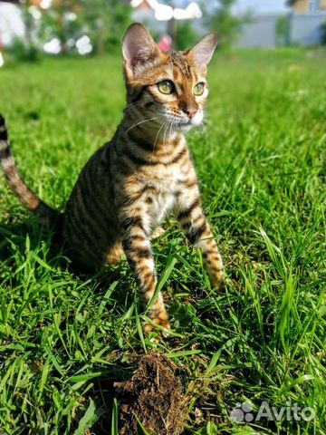 Девочка и мальчик тойгер