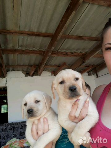 Супер детки лабрадора и хаски