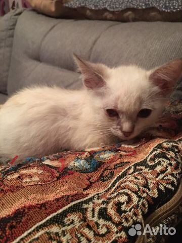 Маленький котёночек