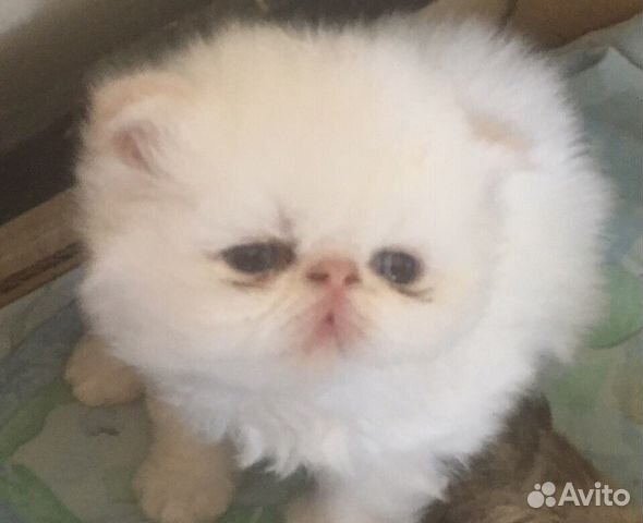 Котята экзоты экзотическая короткошерстная