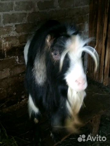 Козел и козлята