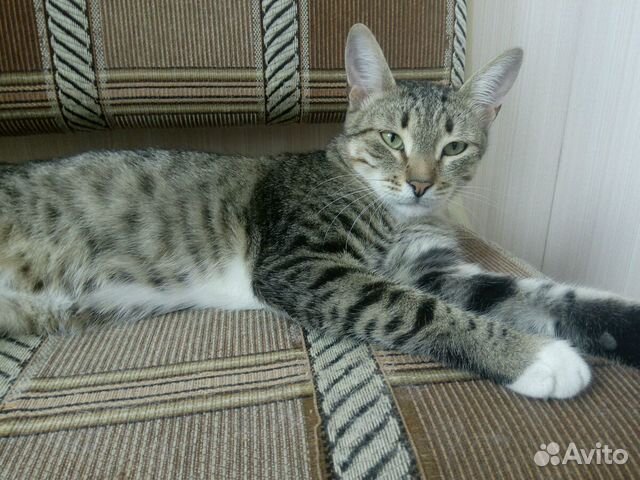 Котик Лелик ищет домик