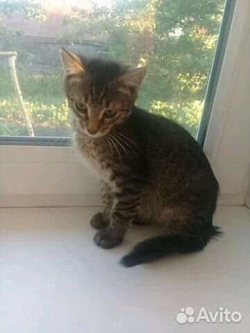 Милые котята бесплатно