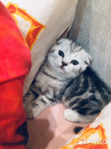 Котенок шатландский