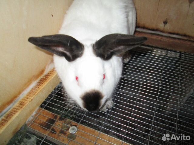 Крол на племя