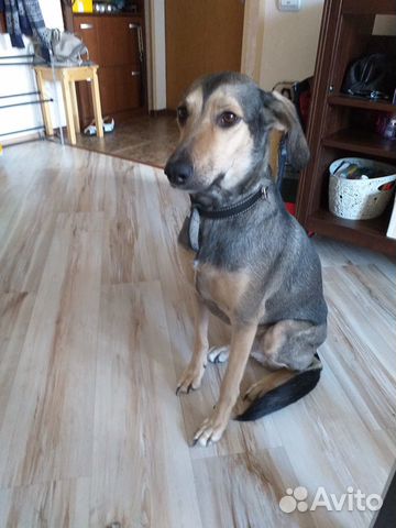 Собака девочка 2года