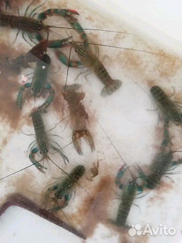 Раки австралийские