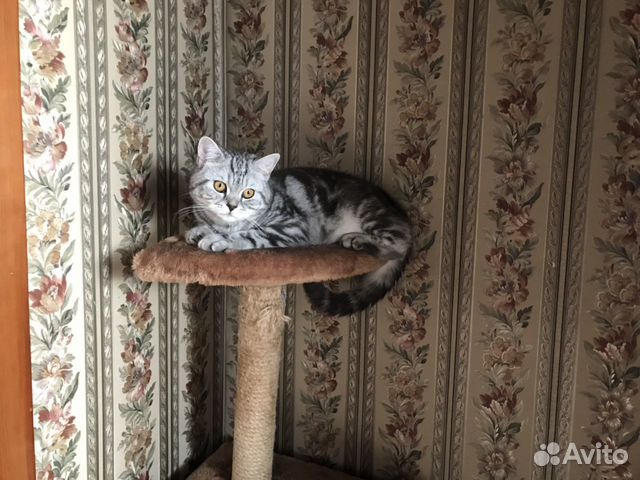 Кот на вязку