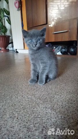 Котенок британец