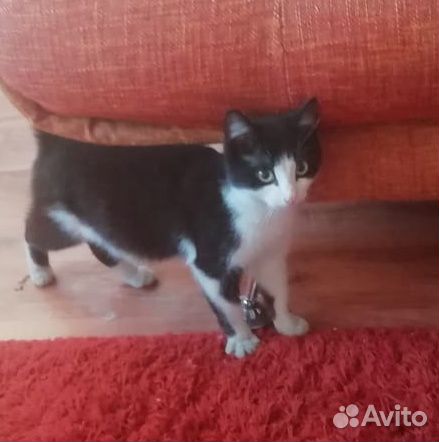 Кот мурчалка