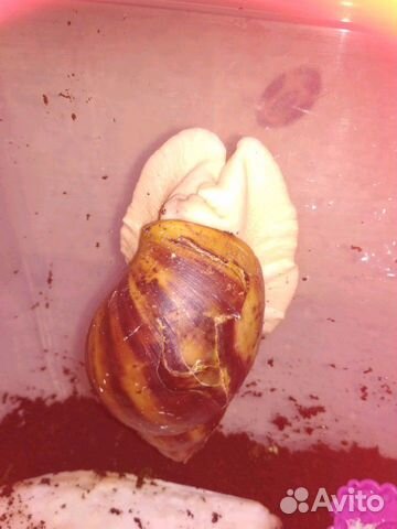 Улитки ахатина фулика и архахатина овум