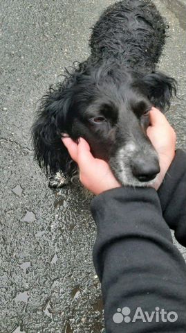 Найдена собака