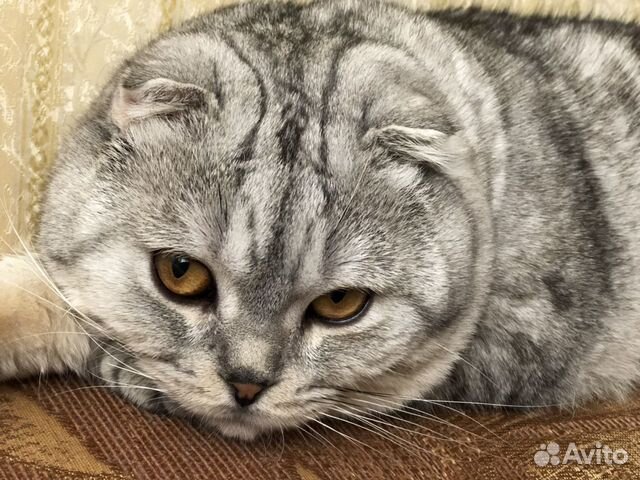 Китик на вязку