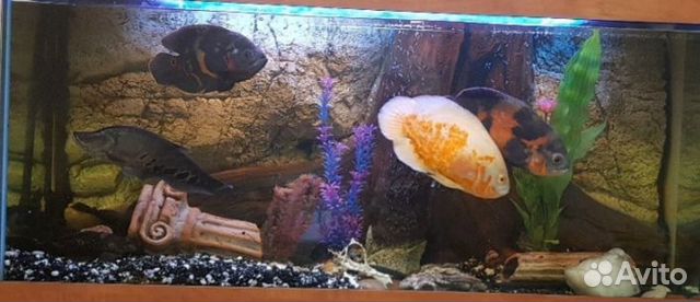 Рыба остранотусы индийский нож