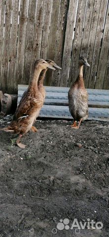 Индийский бегунок. Продажа