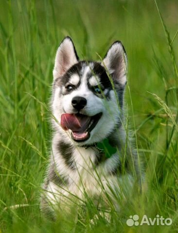 Породные щенки хаски