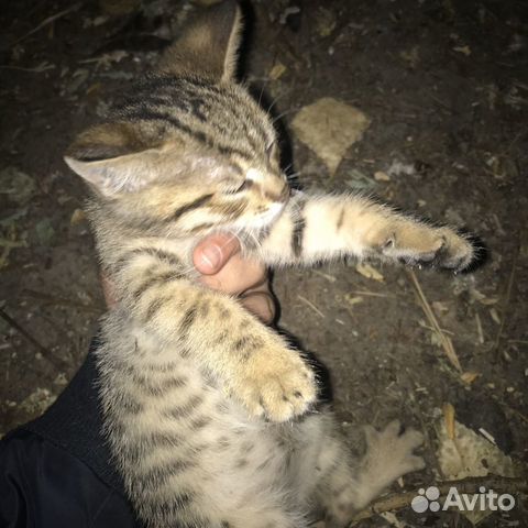 Отдам котёнка в добрые рукиКрасивый тигровый окрас