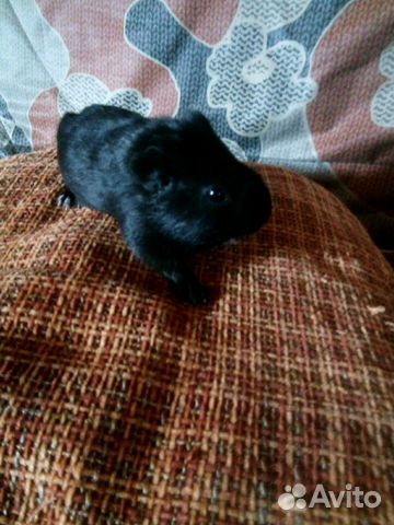 Морская свинка