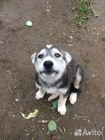 Щенулям красавцам ищу