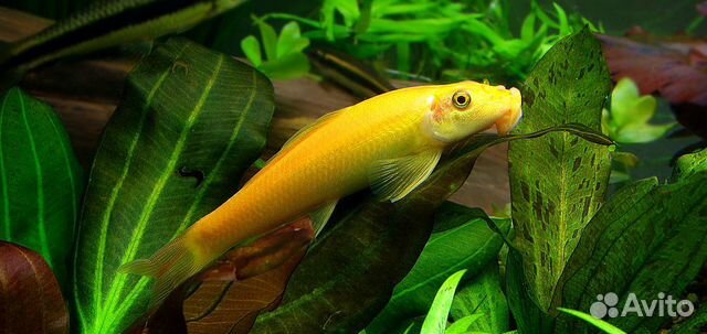 Гиринохейлус+ сом платидорас