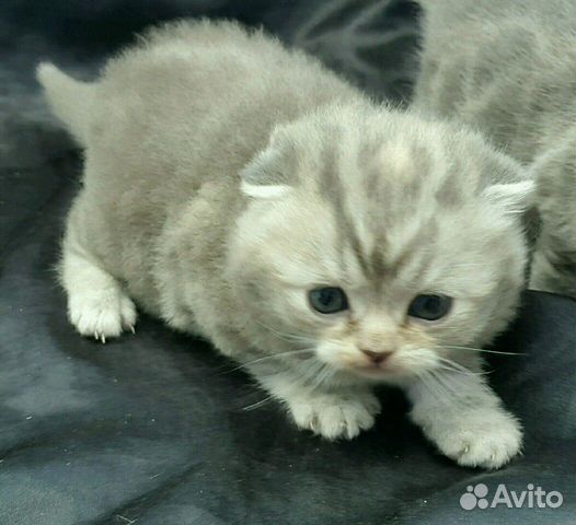 Кисуни красотуни