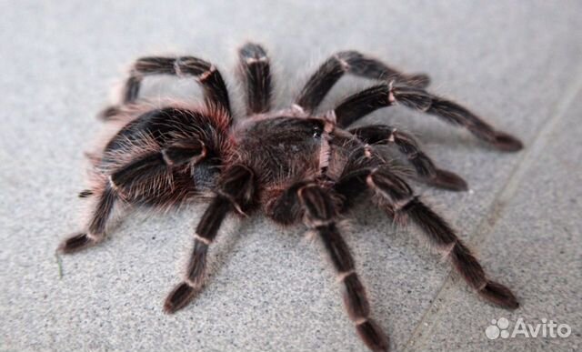 Пауки птицееды