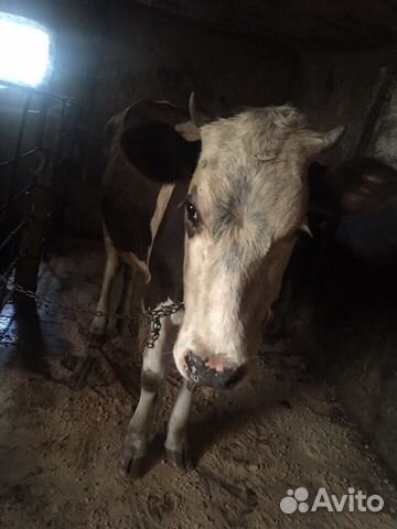 Телка стельная