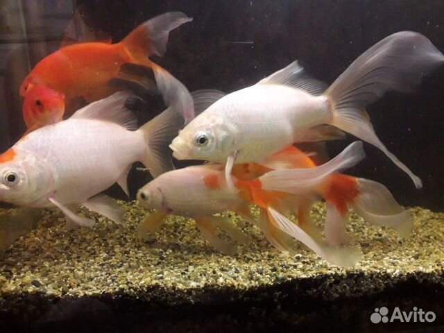 Прудовые золотые рыбки