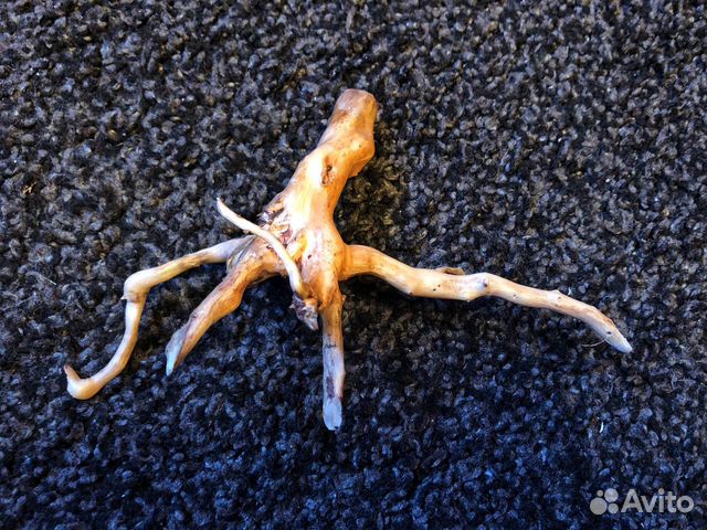 Коряга в аквариум маленькая