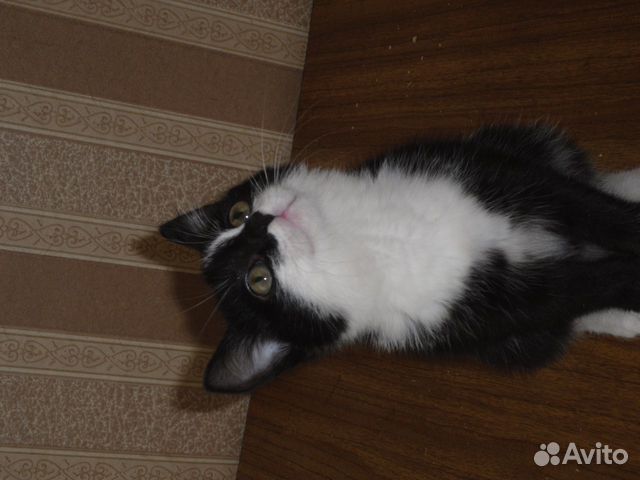 Отдам в добрые руки