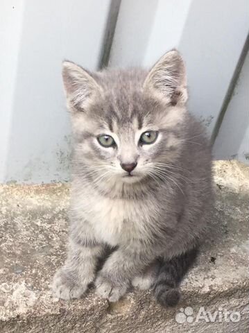 Котенок в хорошие руки