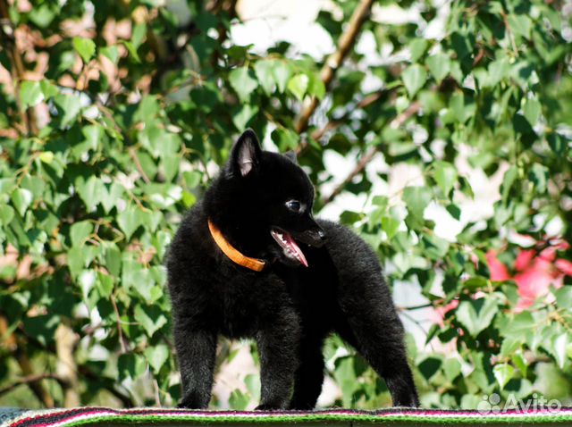 Щенки схипперке