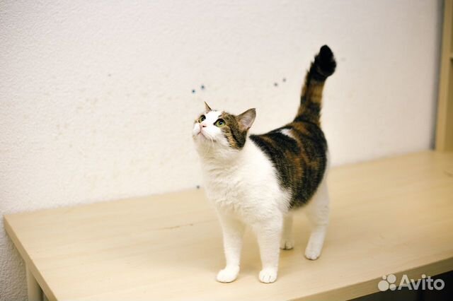 Спб. Котейка Вики хочет домой