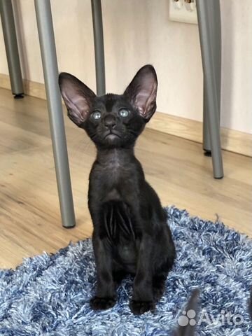 Котики Ориенталы