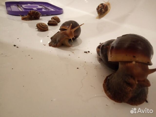 Улитки ахатина и караколусы