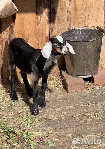 Козочка нубийская