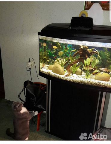 Аквариум панорамный aquael с тумбой 102 литра