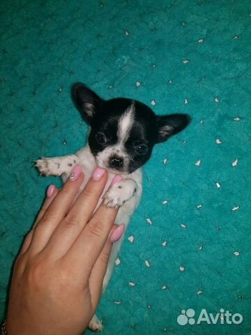 Мальчики Короткошерстный и Длинношерстный