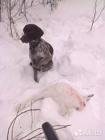 Вязка дратхаар кабель