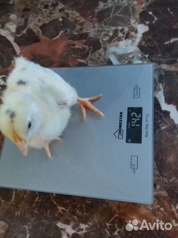 Цыплята бройлера кобб500 Чехия