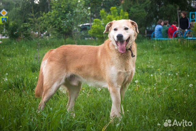 Метис лабрадора, Рэм, в добрые, ответственные руки