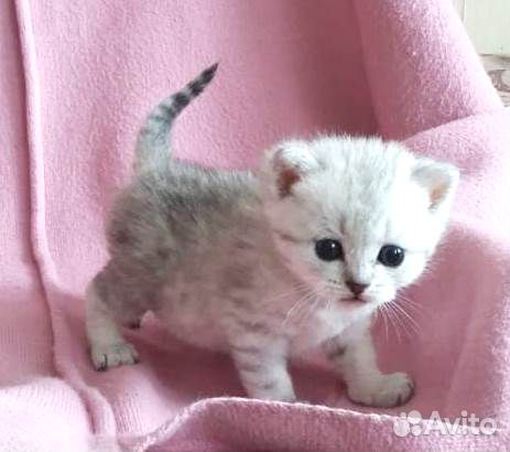 Пушистые шотландские комочки счастья