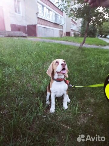 Подрощенная девочка бигль