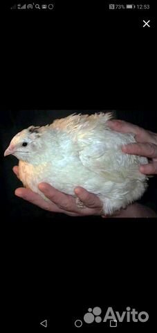 Перепелки техасских белые несушки 2.5 мес