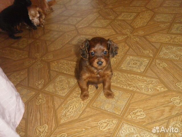 Щенки Кавалер Кинг Чарльз Спаниеля