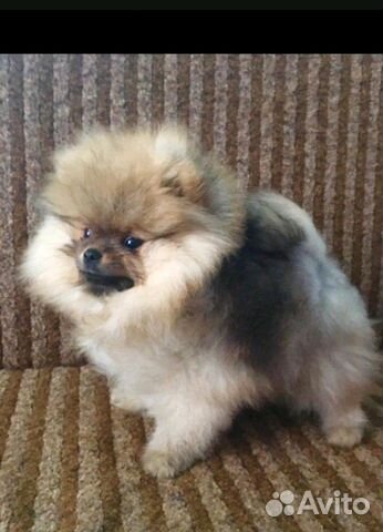 Щенки цвергшпиц а (померанцы)