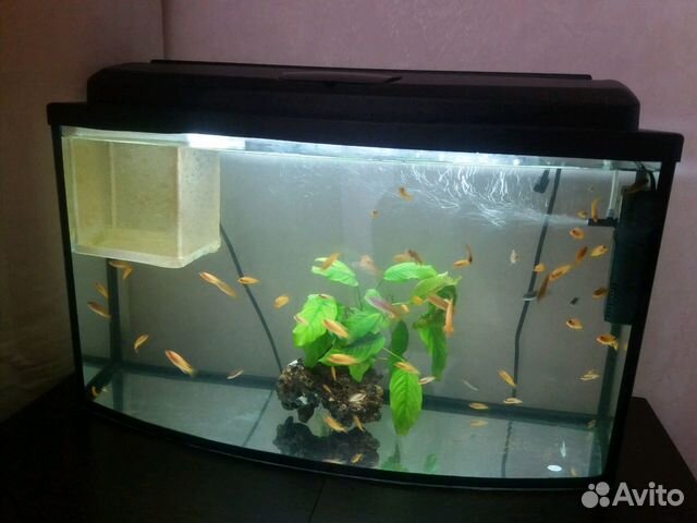 Аквариум 55литров с рыбками